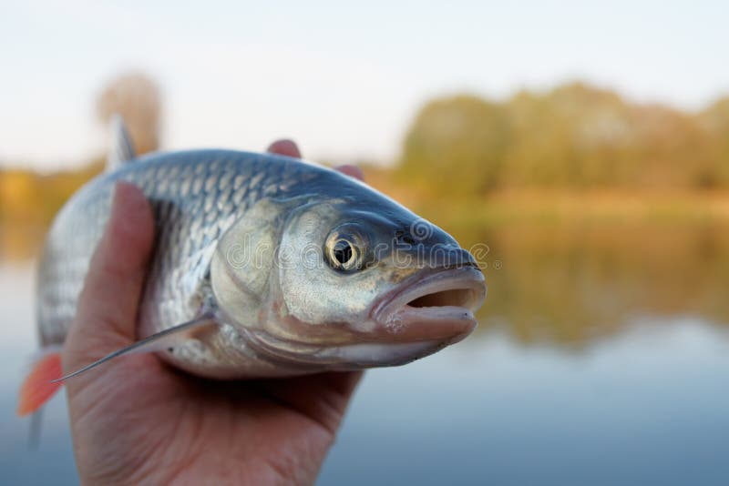 Chabot Photos Stock - Téléchargez 1,382 Photos libres de droits