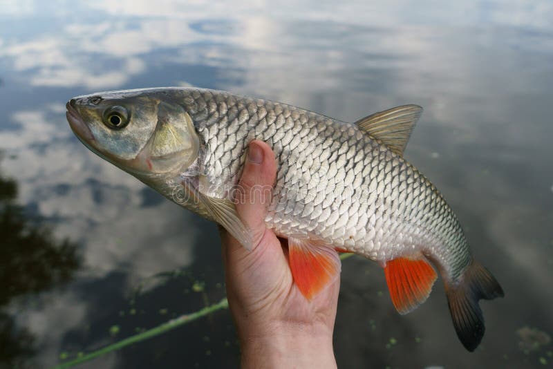 Chabot Photos Stock - Téléchargez 1,382 Photos libres de droits