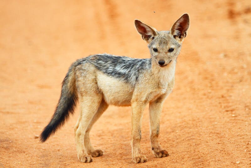 Chacal foto de archivo. Imagen de animal, limpiador, yermo - 12611570