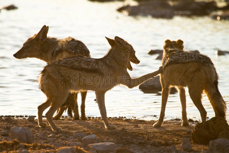 Chacal foto de archivo. Imagen de zorro, chacal, israel - 9213338