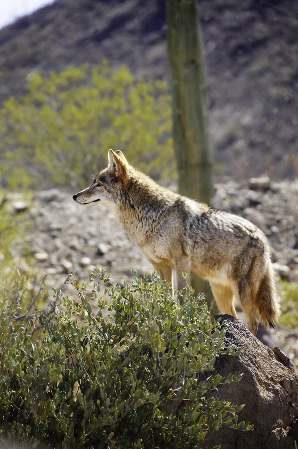 Chacal imagem de stock. Imagem de canis, chacal, pensativo - 18203207