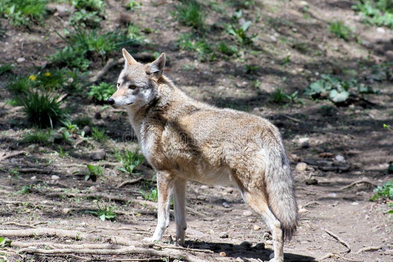 Chacal foto de stock. Imagem de canino, férias, parque - 2340406