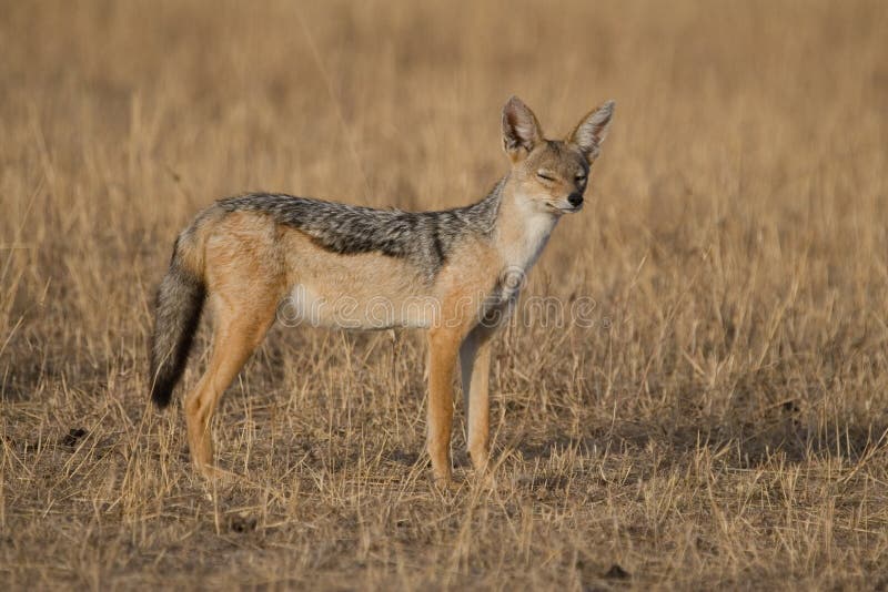 Gato salvaje imagen de archivo. Imagen de despredador, oriente - 269511