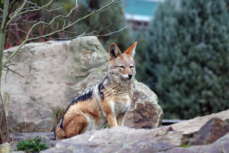 Chacal imagen de archivo. Imagen de america, perro, sentada - 39069757