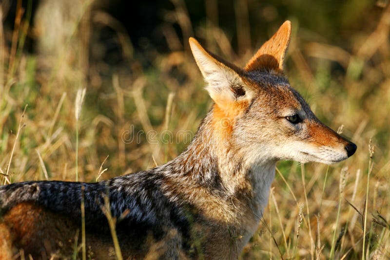 Chacal africano imagen de archivo. Imagen de tanzania - 4217757
