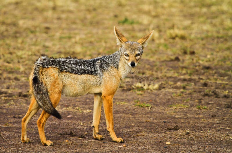 El chacal (perro salvaje) foto de archivo. Imagen de hocico - 72784936