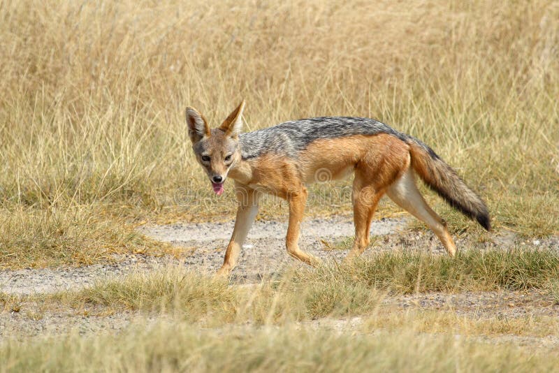 Passeio Com O Dorso Negro Do Chacal Foto de Stock - Imagem de predador ...