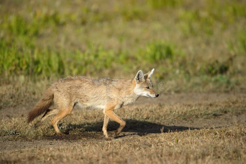 El Chacal Dorado También Conocido Como Canis Aureus Es Animal De Las ...