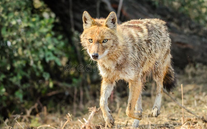 El Chacal Dorado También Conocido Como Canis Aureus Es Animal De Las ...