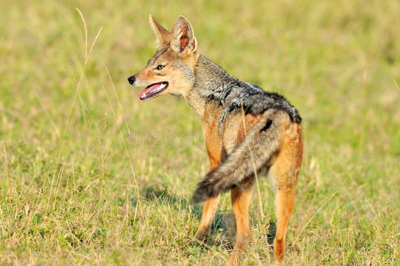 El chacal (perro salvaje) foto de archivo. Imagen de sentada - 72784936