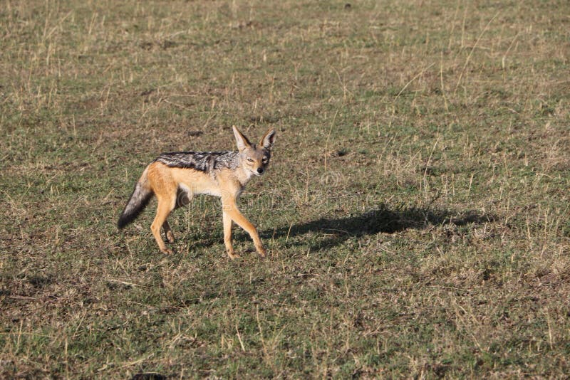 El chacal (perro salvaje) foto de archivo. Imagen de sentada - 72784936