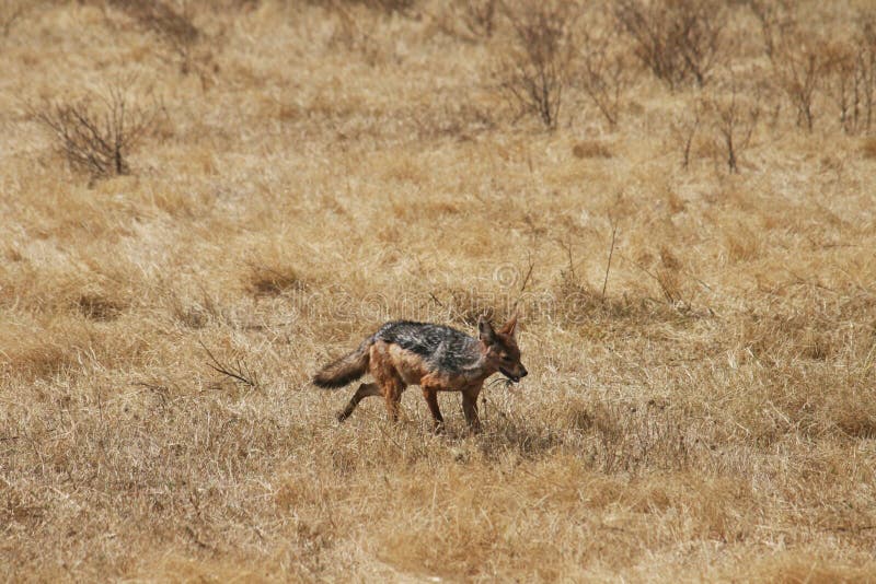 Chacal rayado lateral imagen de archivo. Imagen de chacal - 10944157