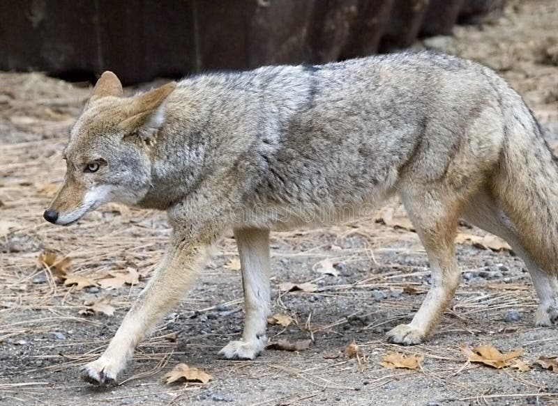 Chacal no passo foto de stock. Imagem de jogo, latido - 1584608