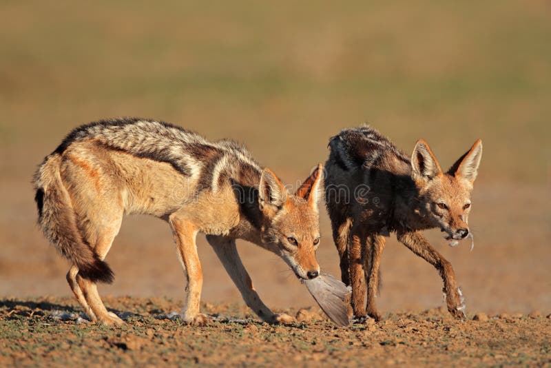 Chacals Photos Stock - Téléchargez 159 Photos libres de droits