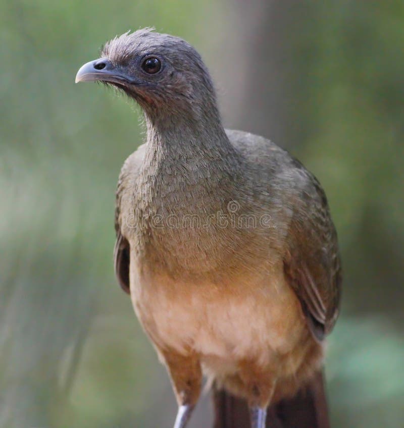 Chachalaca stock image. Image of cracid, gamebird, texas - 24904679