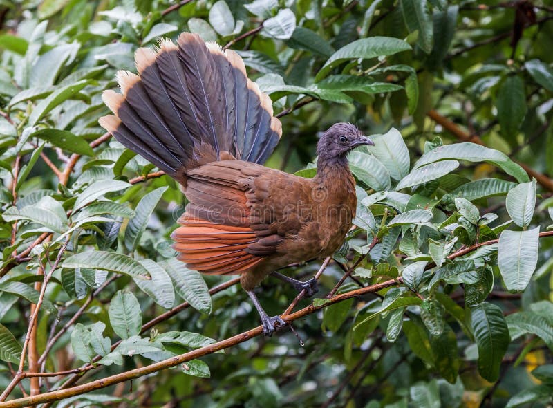 Chachalaca stock photo. Image of bird, tree, outdoors - 111206088
