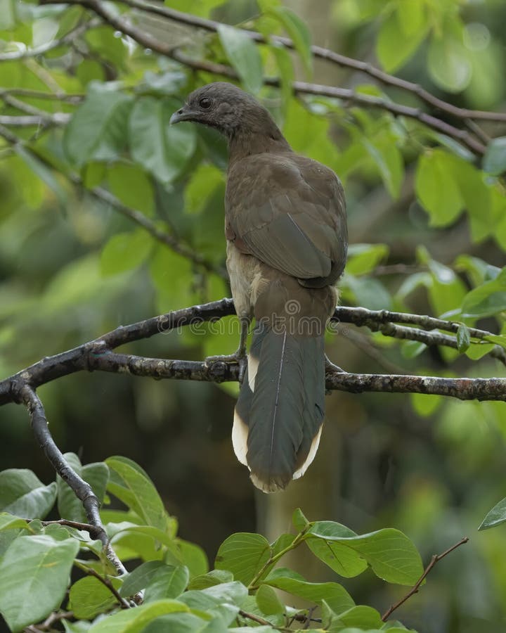 Chachalaca Ortalis, Costa Rica Stock Image - Image of nature, tree ...