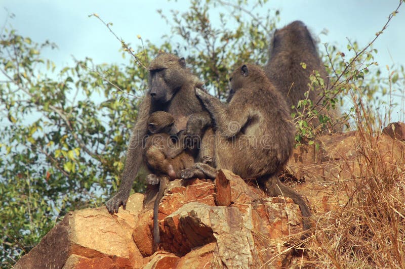 Chacma Babianer (Papioursinusen) Fotografering för Bildbyråer - Bild av ...