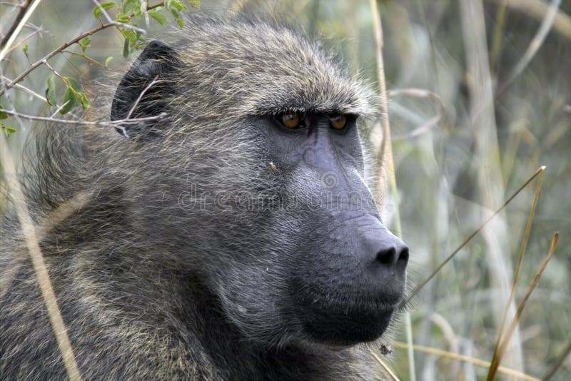 Chacma Babianer (Papioursinusen) Fotografering för Bildbyråer - Bild av ...