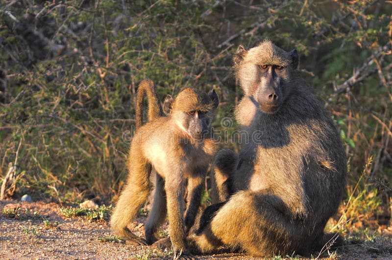 Chacma Babianer (Papioursinusen) Fotografering för Bildbyråer - Bild av ...