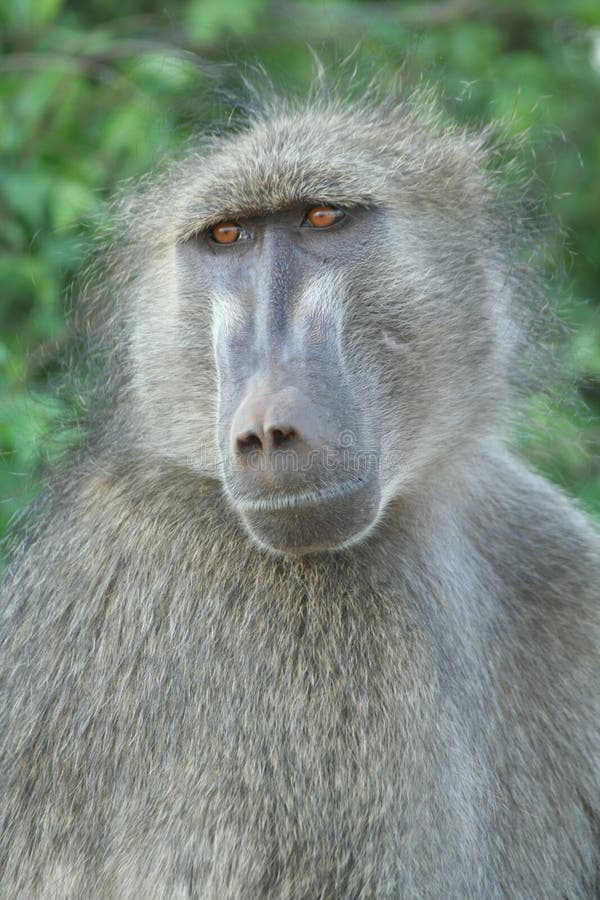 Chacma Baboon stock photo. Image of vacant, chacma, eyes - 11366378