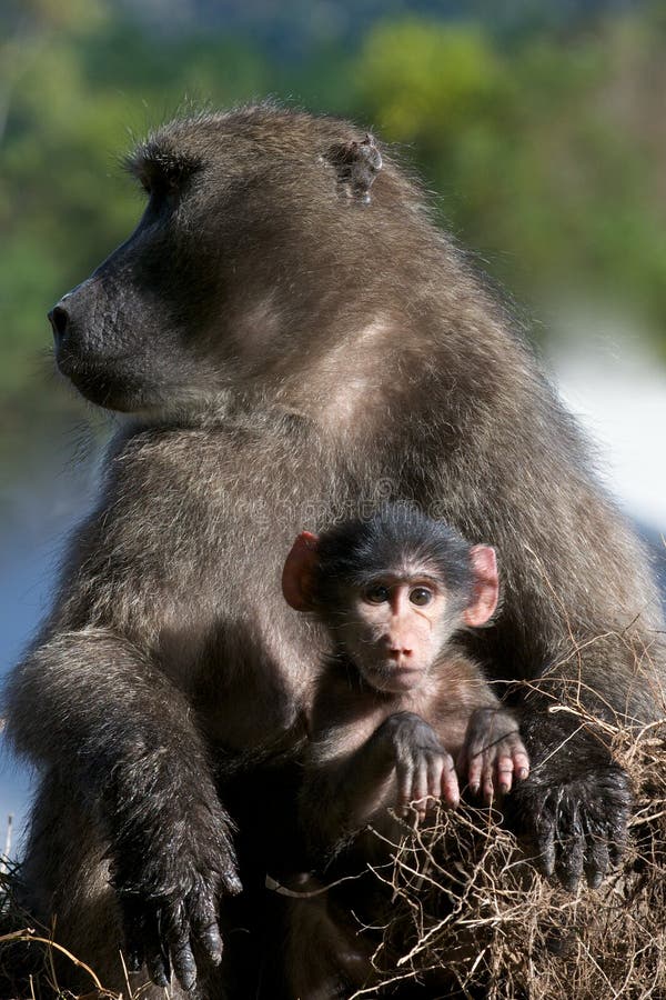 Chacma Baboon Baby stock photo. Image of baby, hands - 17479200