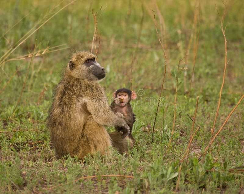 Chacma baboons stock photo. Image of baboon, wildlife - 10793284