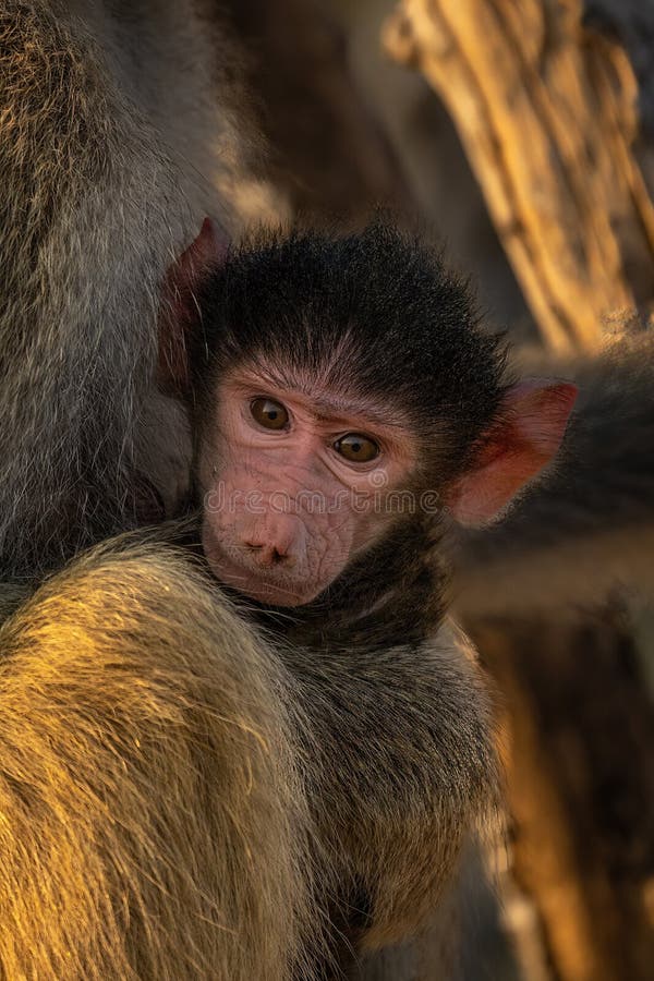 Chacma Baboon Baby with Mother Watches Camera Stock Image - Image of ...