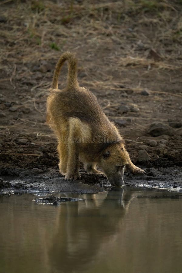 Monkey Bending Stock Photos - Free & Royalty-Free Stock Photos from ...