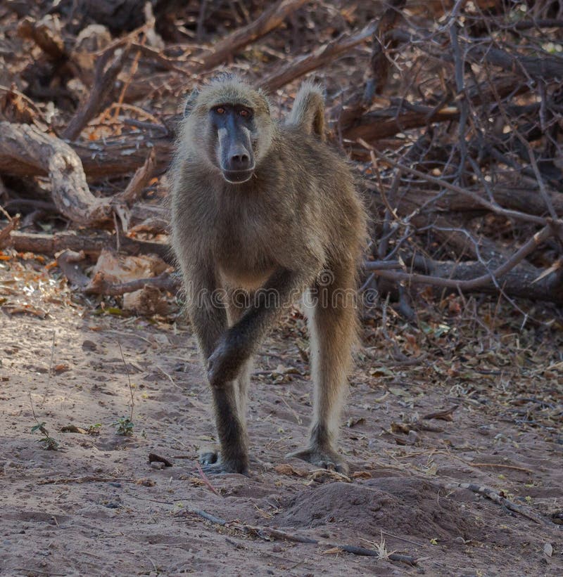 Baby Chacma Baboon Chewing on a Stick. Botswana Stock Photo - Image of ...