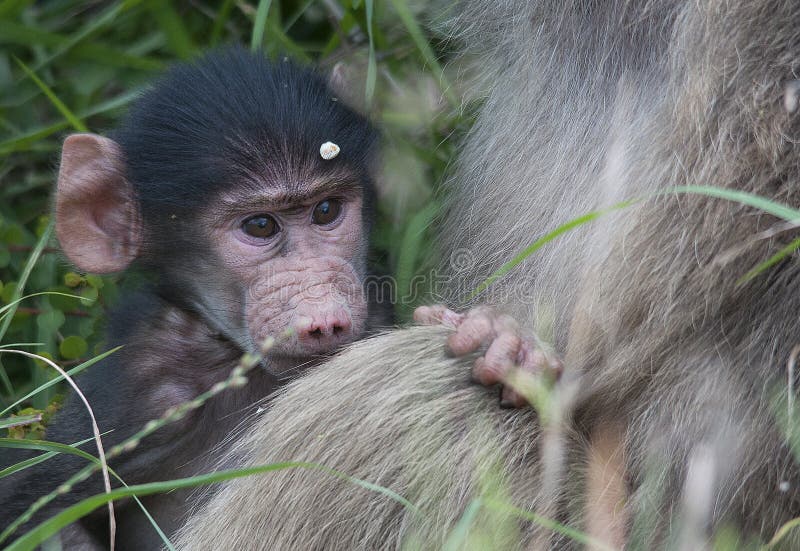 Chacma Baboon with Its Mother Stock Photo - Image of wild, baby: 50320330