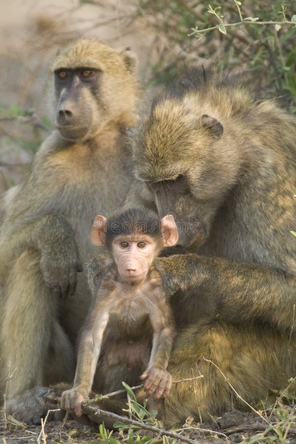 Chacma Baboon Mother Grooming Baby, Botswana Stock Image - Image of ...