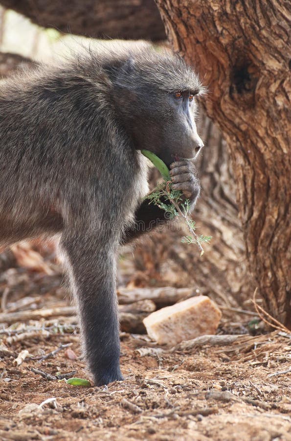 Chacma baboon stock photo. Image of africa, namibia - 112659034