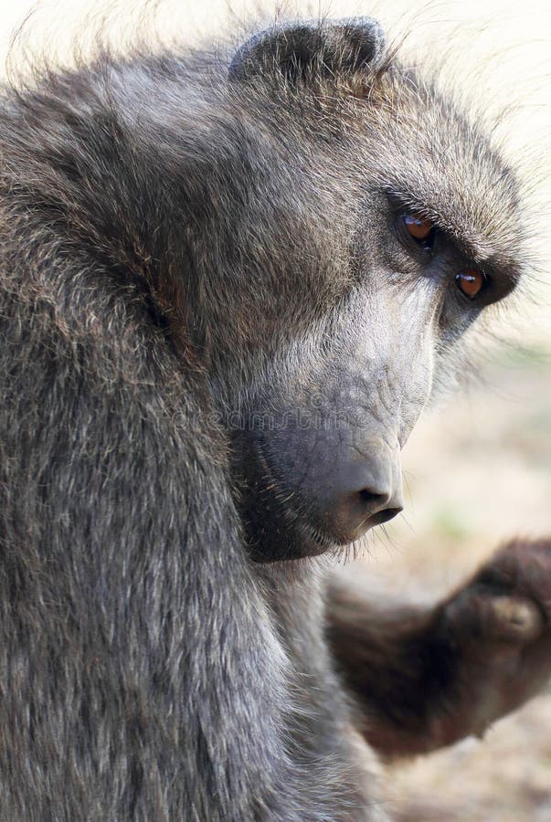 Staring Chacma Baboon Resting on Its Hand. Stock Image - Image of ...