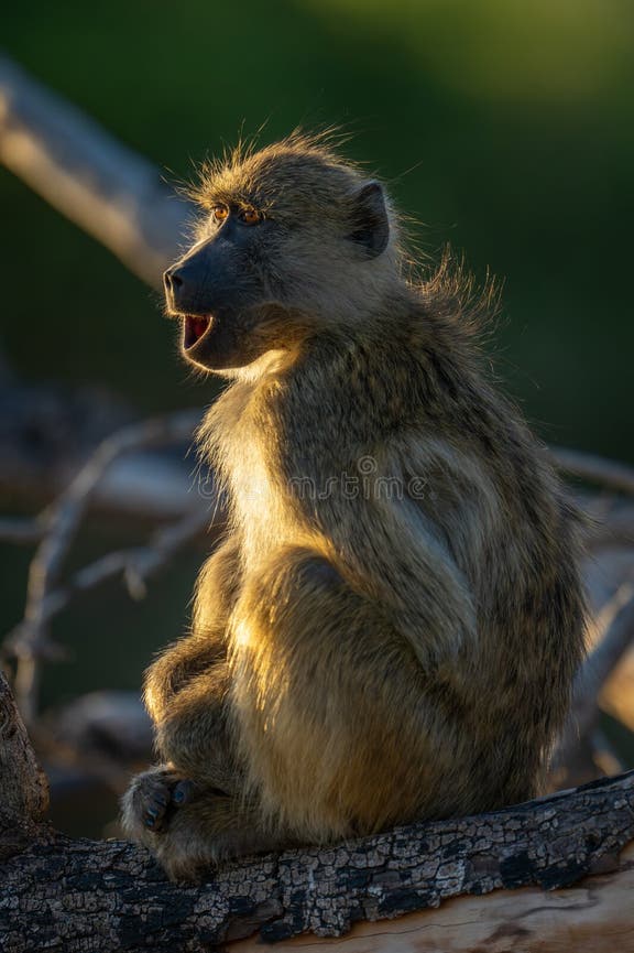 Chacma Baboon Sits on Dead Log Yawning Stock Photo - Image of papio ...