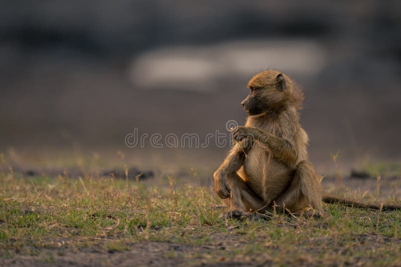 Chacma Baboon Sits Holding Flower in Paw Stock Image - Image of cape ...