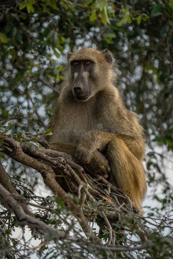 Chacma Baboon Sits in Tree with Catchlights Stock Image - Image of ...