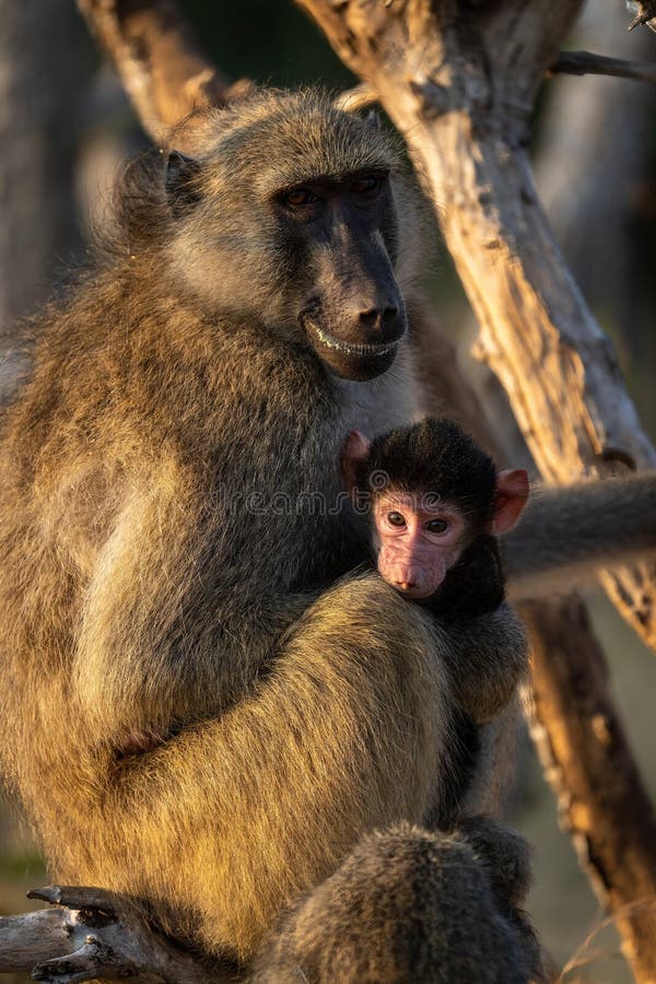 Chacma Baboon Sits in Tree Holding Baby Stock Image - Image of baboon ...
