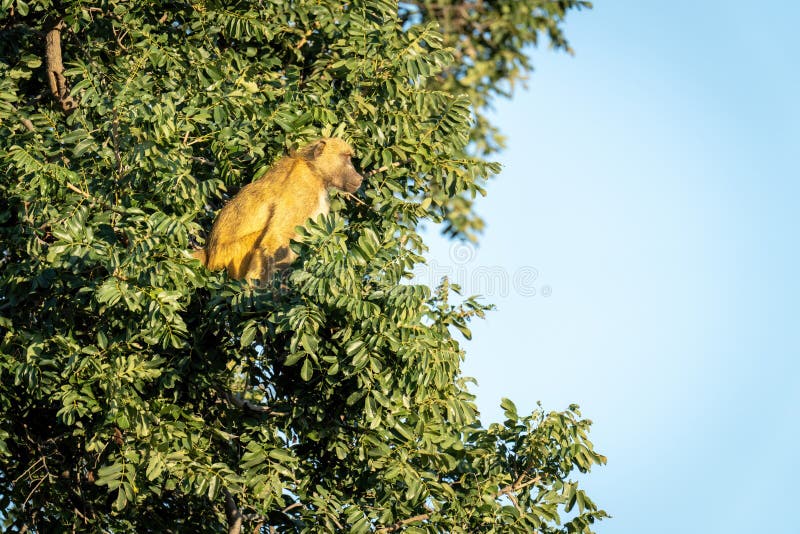 Chacma Baboon Sits in Tree Looking Down Stock Image - Image of cape ...
