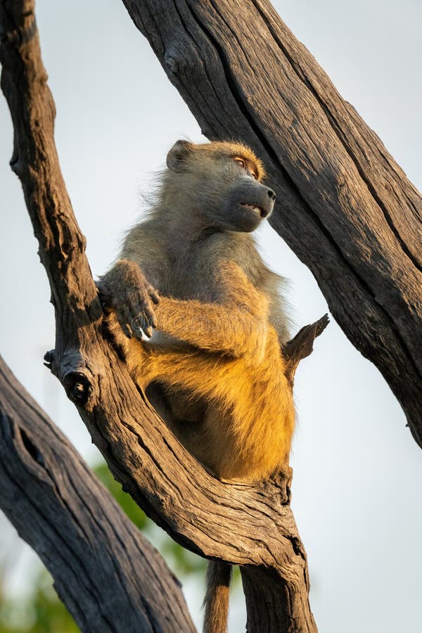 Chacma Baboon Sits in Tree Looking Round Stock Image - Image of ...