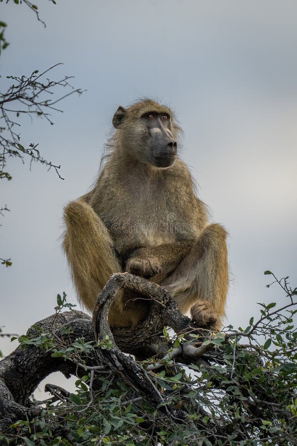 Chacma Baboon Sits in Tree Turning Head Stock Photo - Image of animal ...