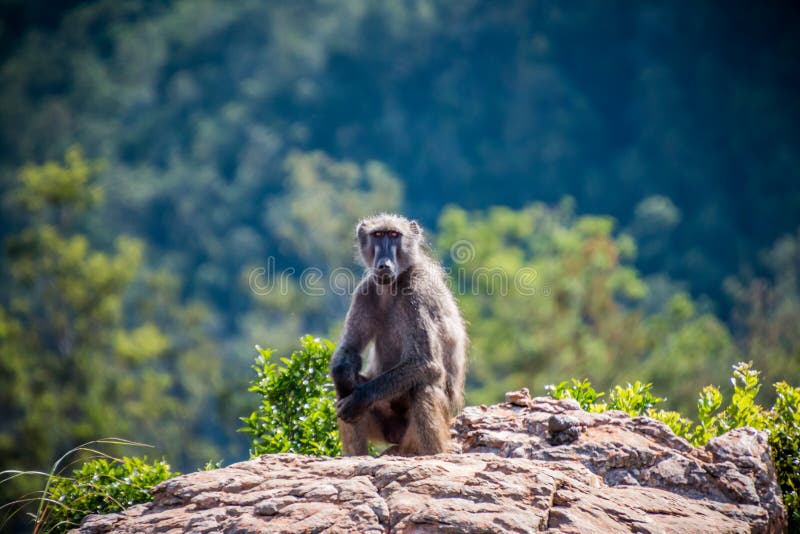 Baboon - Botswana stock image. Image of african, primate - 10774911