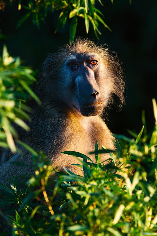 Disabled Monkey Stock Photos - Free & Royalty-Free Stock Photos from ...