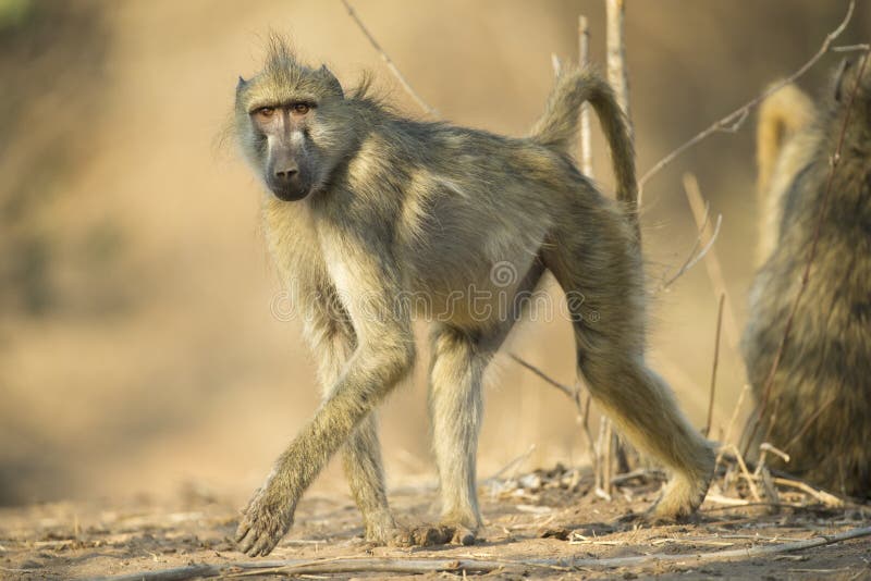 Baboon Walking Though Tall Grass Stock Photo - Image of brown, tail ...