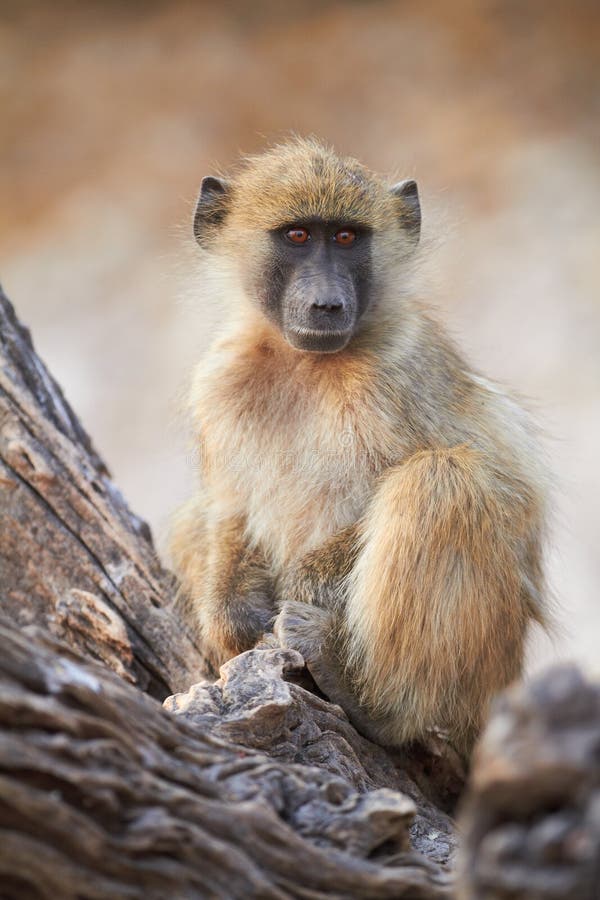 Baby Chacma Baboon Chewing on a Stick. Botswana Stock Photo - Image of ...