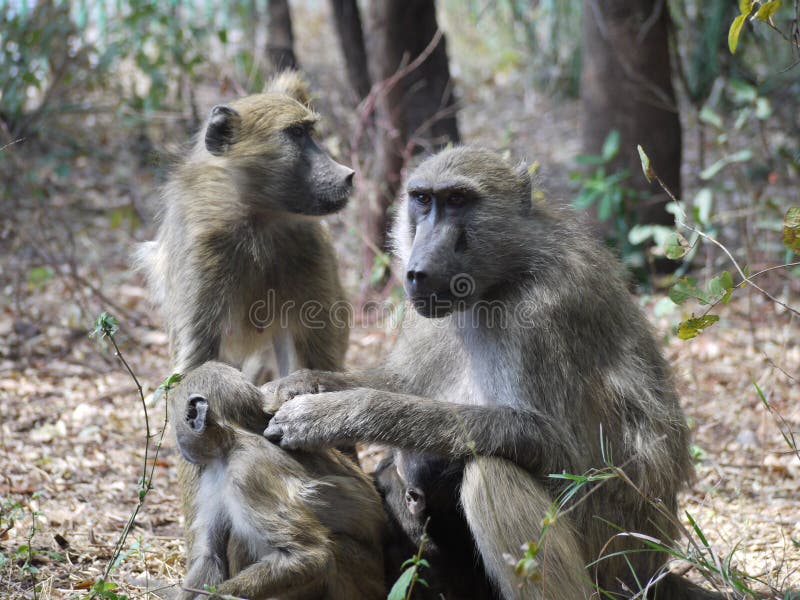 Chacma Babianer Som Spelar I Busken I Kruger, Parkerar Fotografering ...