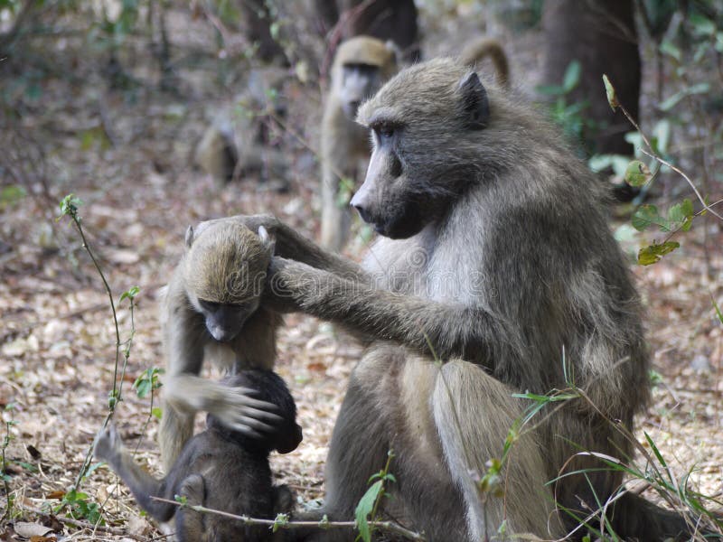 Chacma Babianer Som Spelar I Busken I Kruger, Parkerar Fotografering ...