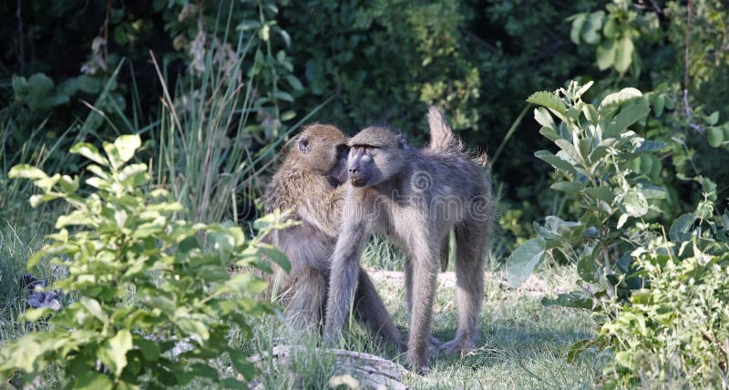 Chacma Baboons in the Bush in Botswana Stock Image - Image of male ...