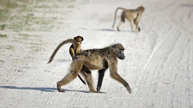 Chacma Baboons in the Bush in Botswana Stock Image - Image of monkey ...