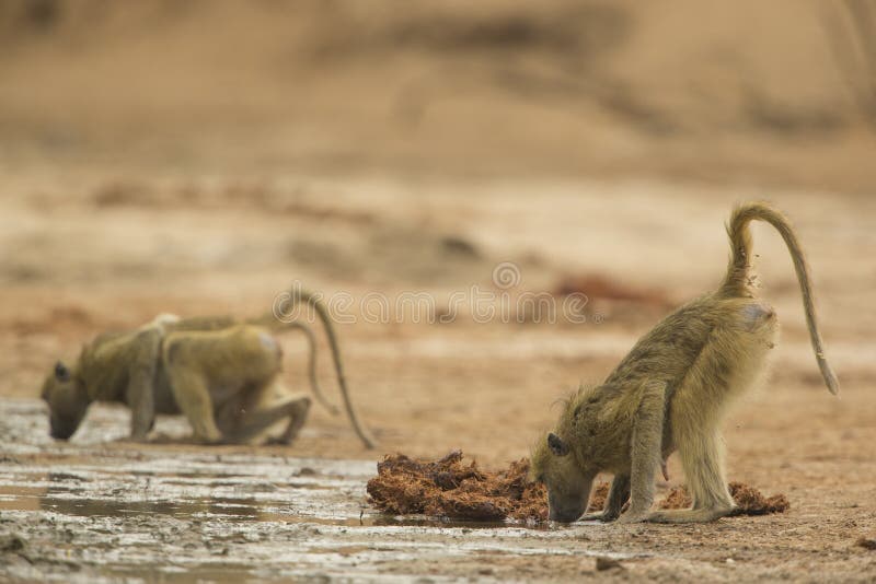 Chacma Baboons (Papio Ursinus) Drinking Stock Photo - Image of full ...